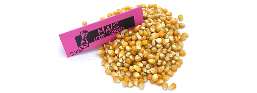 Maïs pop-corn